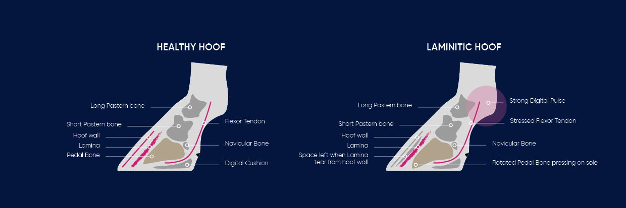 All about feeding and laminitis | CAVALOR