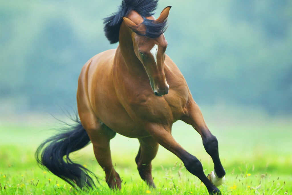 Research behind the product: FiberForce | Cavalor