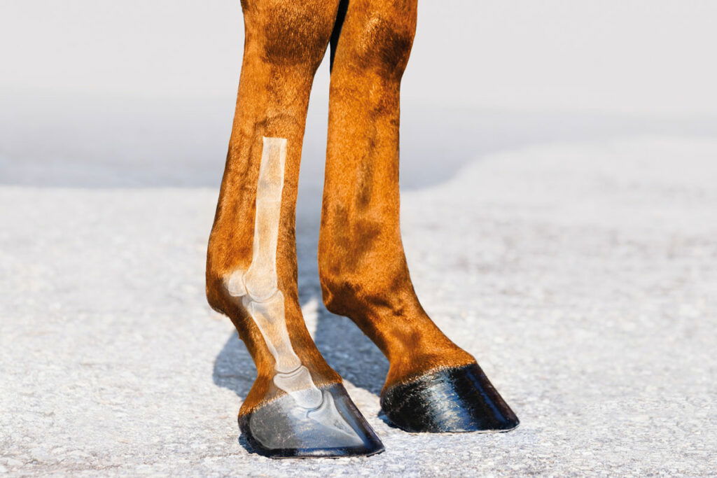 Laminitis Archieven | Cavalor